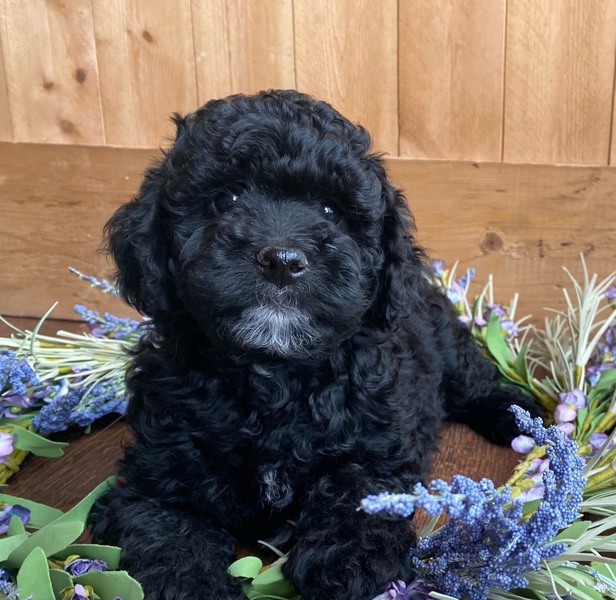 Our Health Guarantee - NY Dandy Doodles