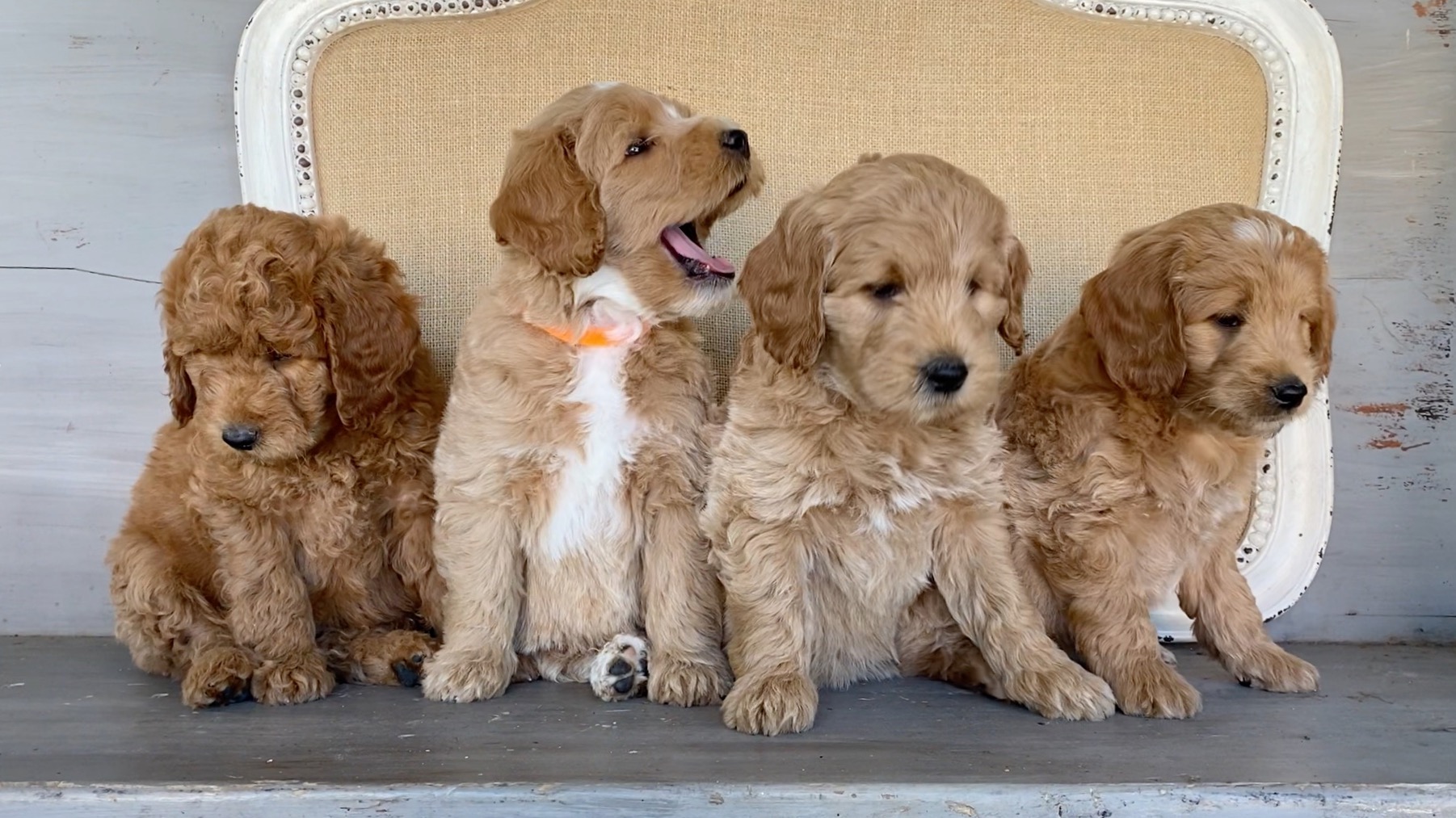 Home - NY Dandy Doodles