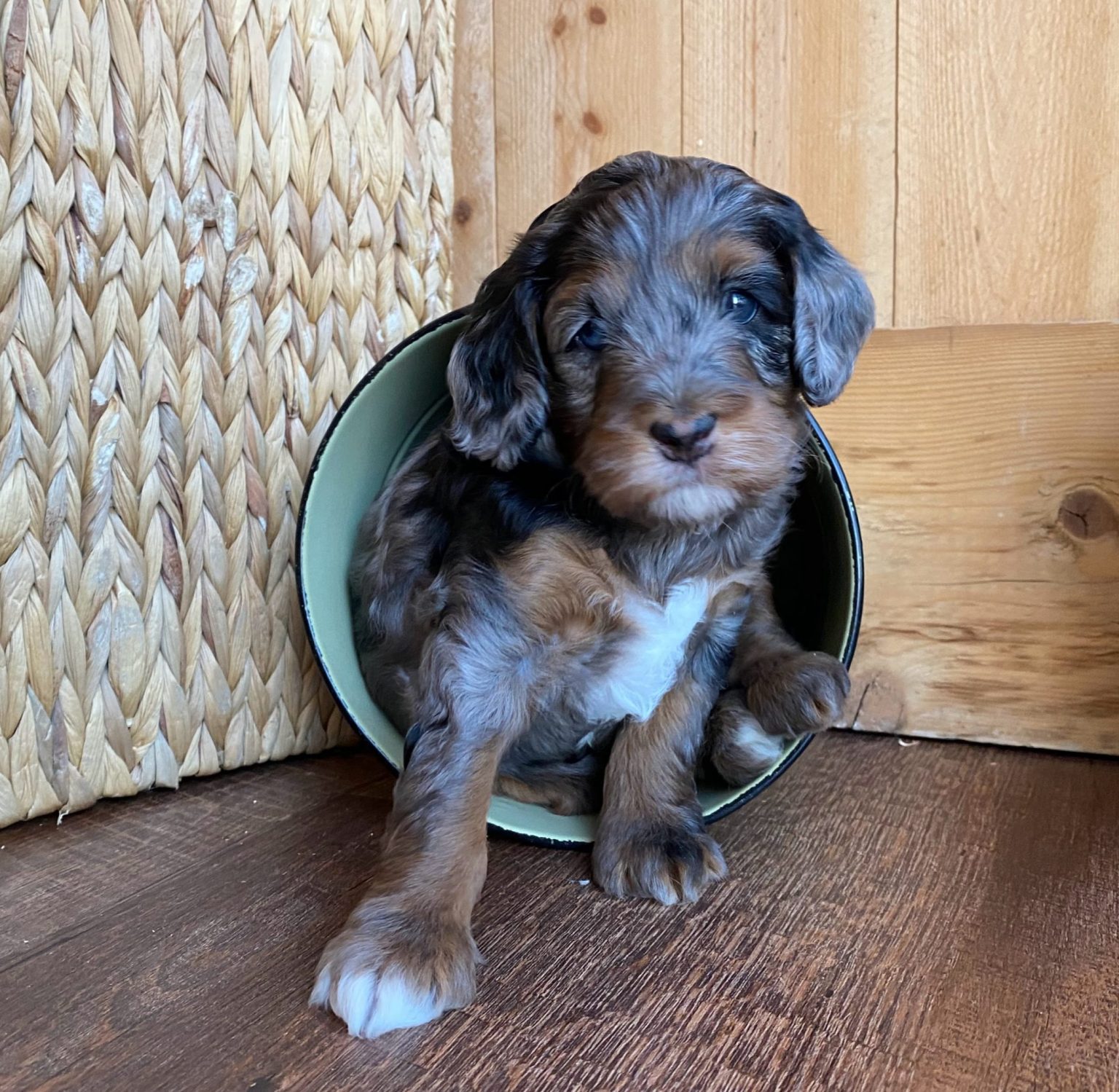 The Dandy Doodle Difference - NY Dandy Doodles