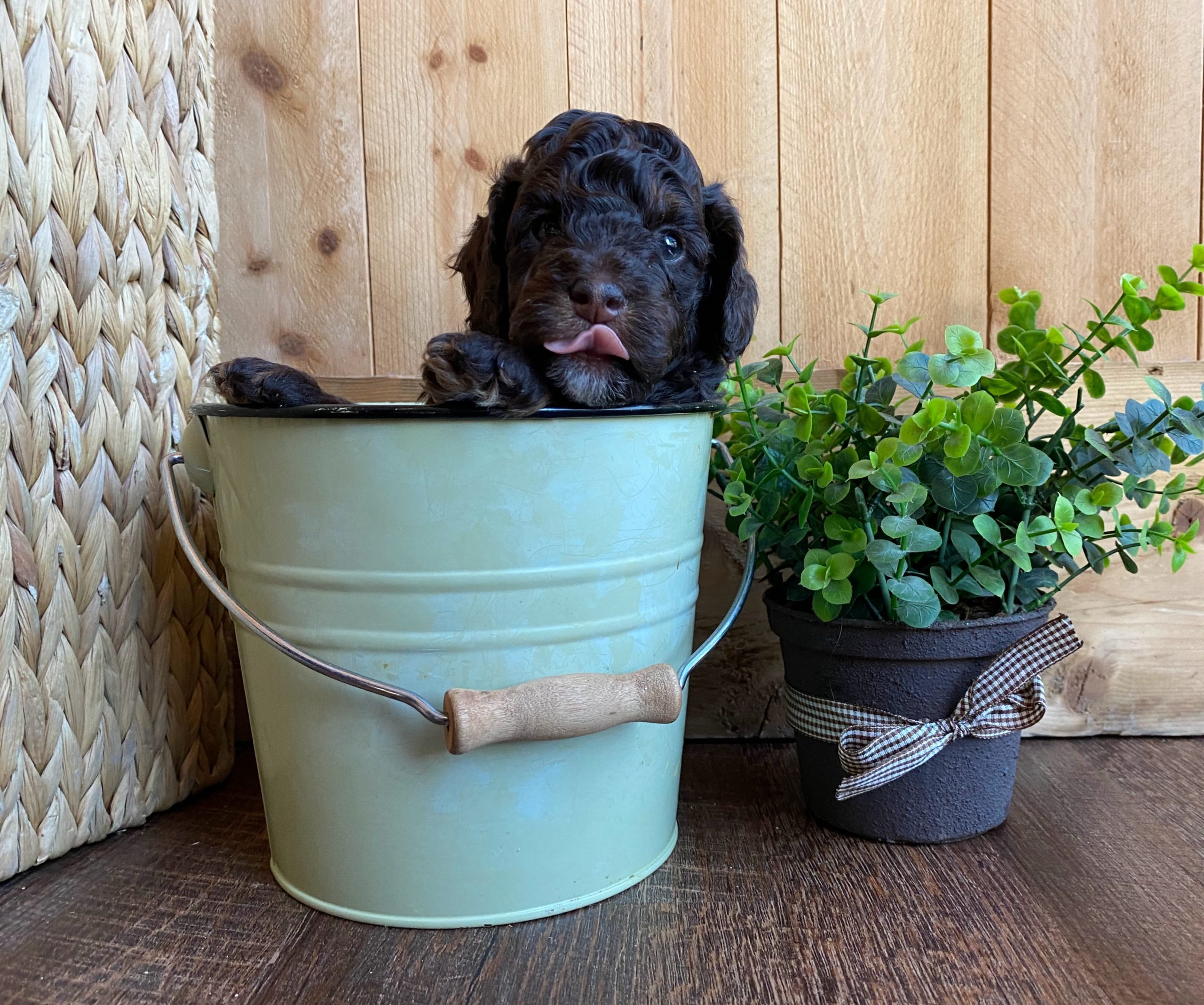 The Dandy Doodle Difference - NY Dandy Doodles