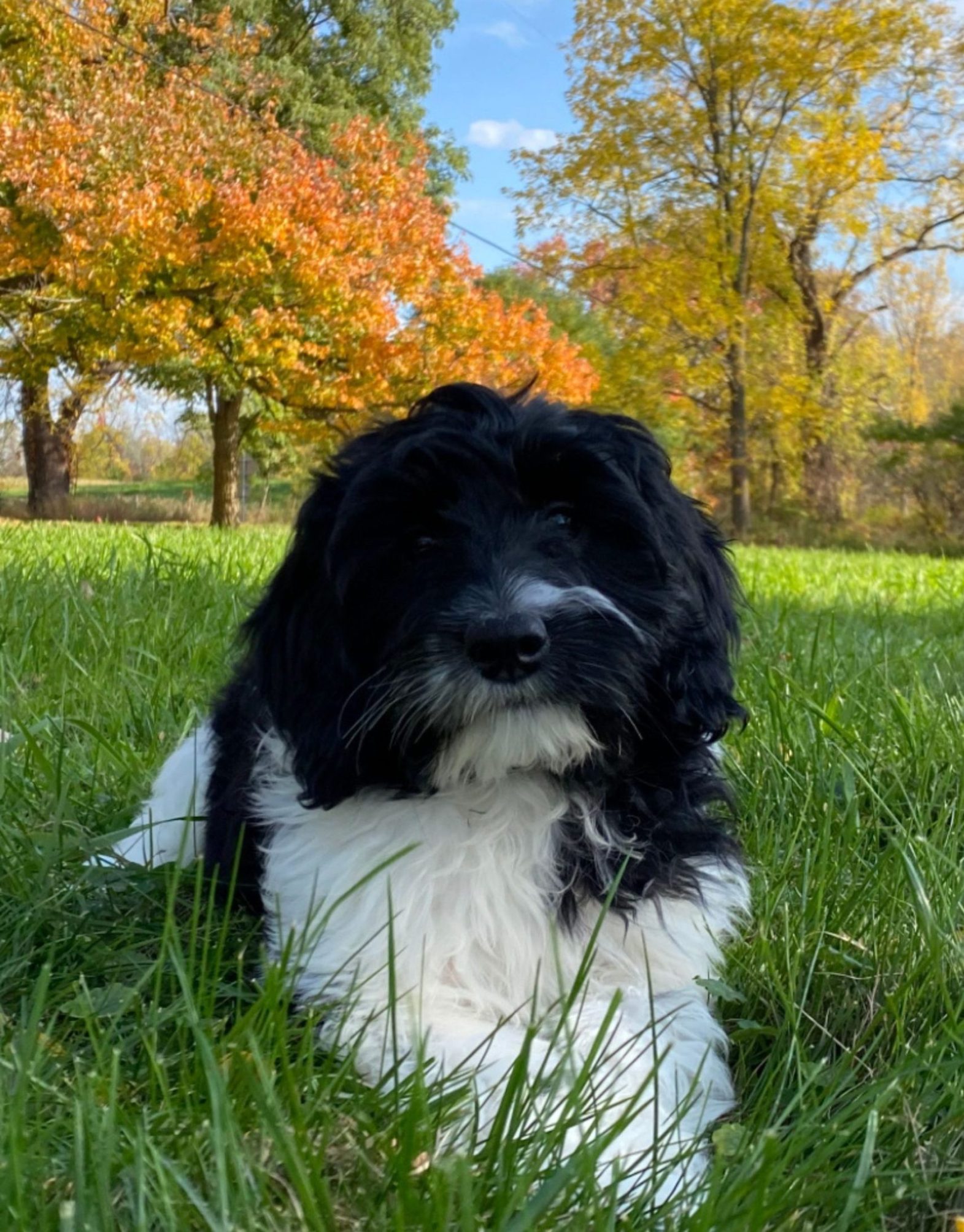 The Dandy Doodle Difference - NY Dandy Doodles