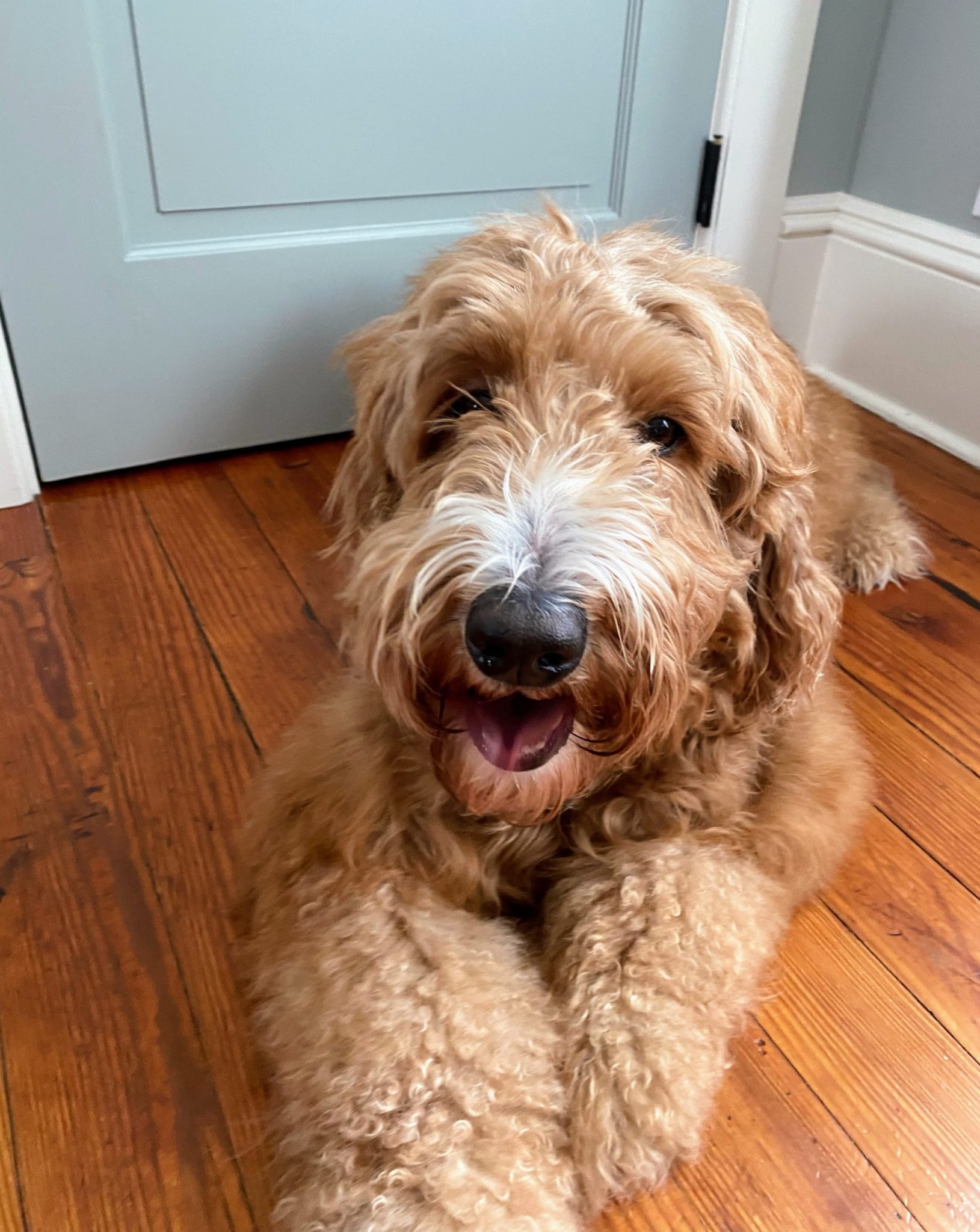 Meet Our Dogs - NY Dandy Doodles