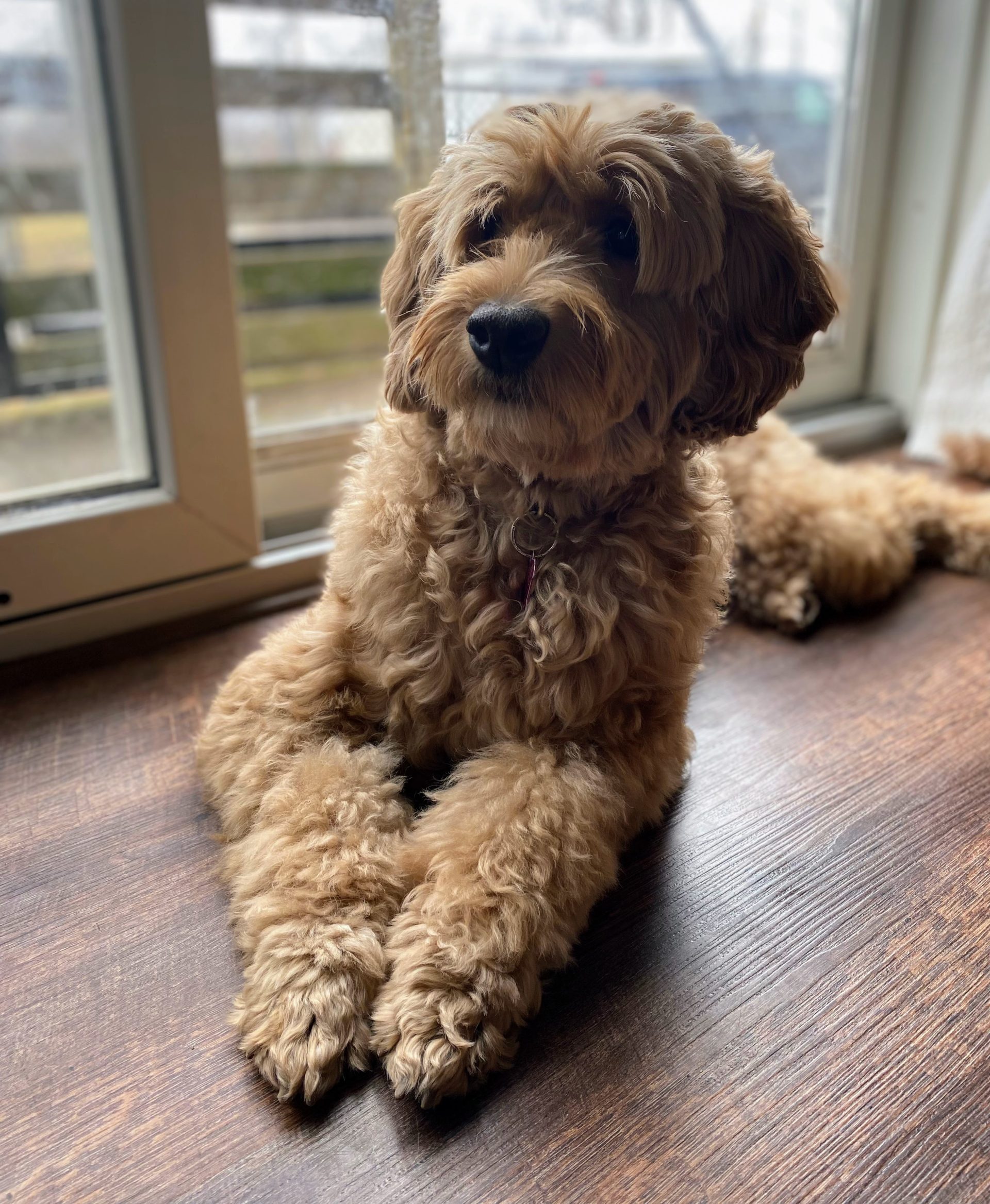 Meet Our Dogs - NY Dandy Doodles