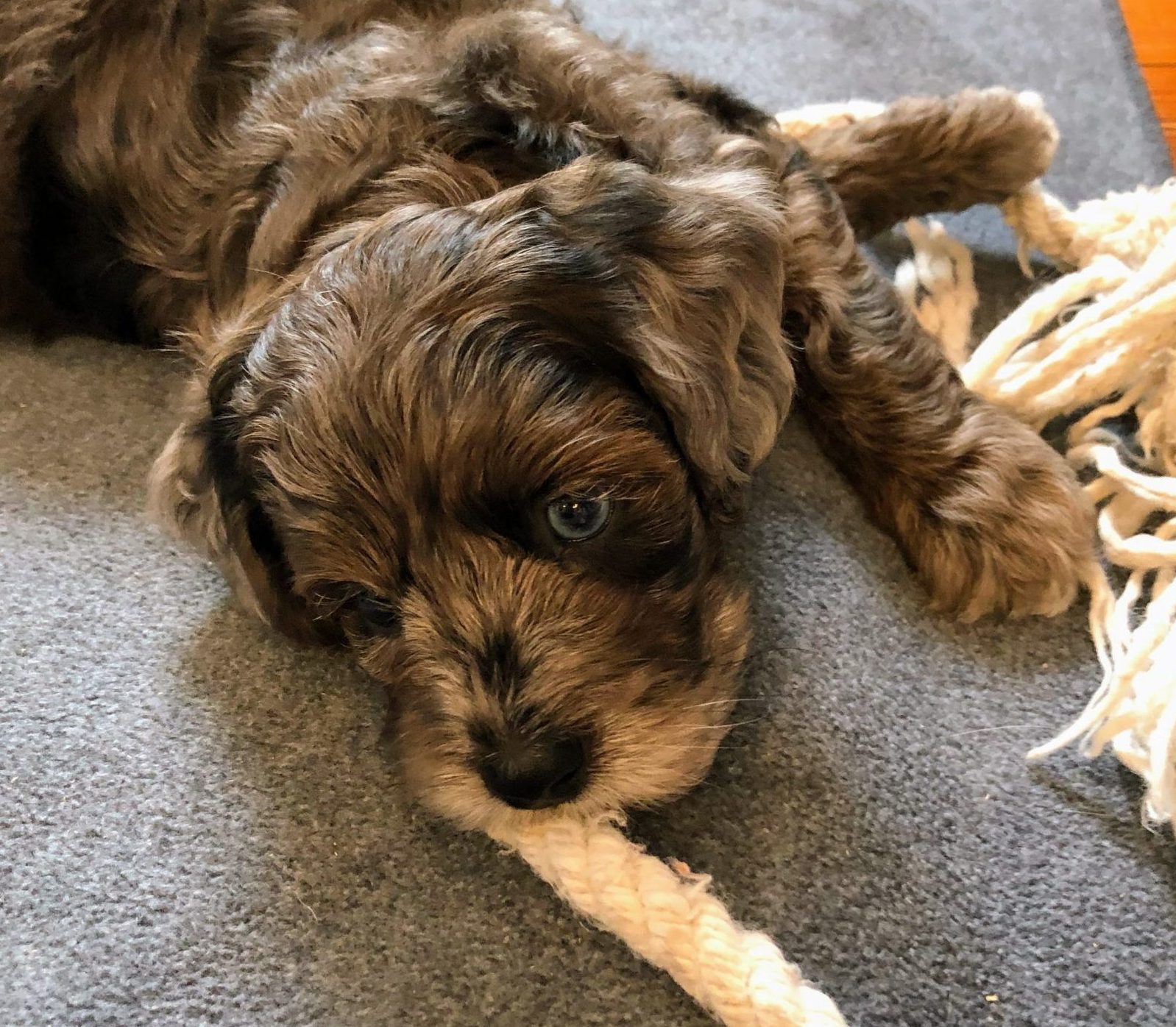 Early Training - NY Dandy Doodles