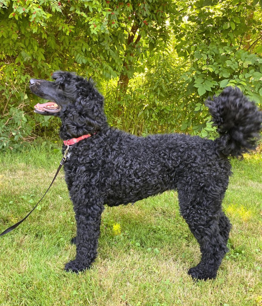 Meet Our Dogs - NY Dandy Doodles