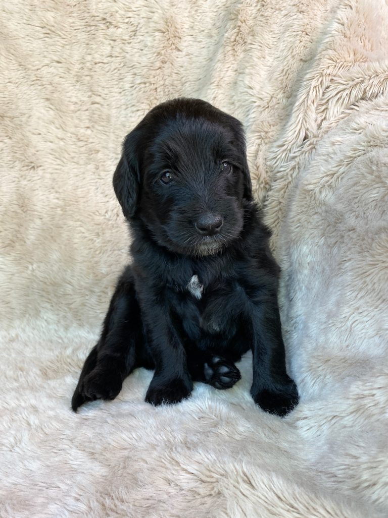 Trained Goldendoodle Puppies for Sale - NY Dandy Doodles