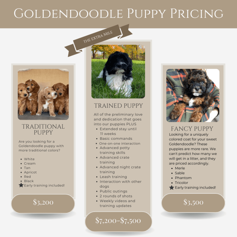 Puppy Pricing - NY Dandy Doodles