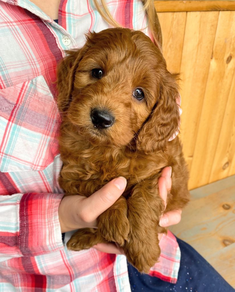 Reserve Your Puppy: How it works - NY Dandy Doodles