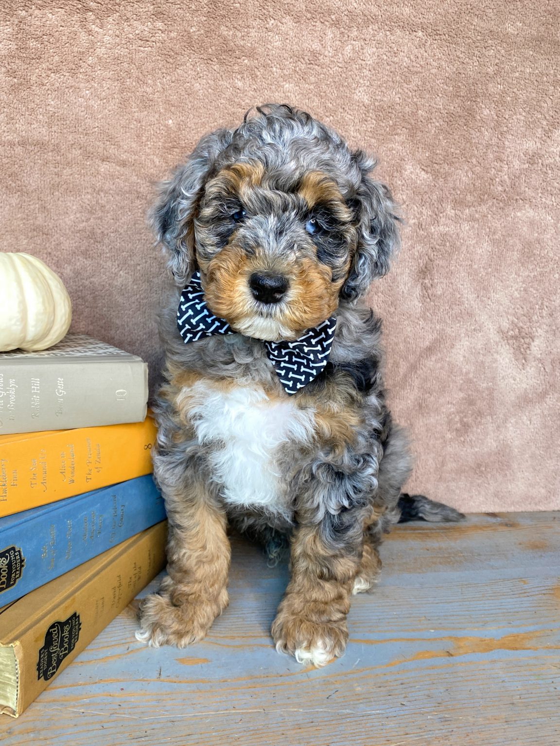 Puppy Pricing - NY Dandy Doodles