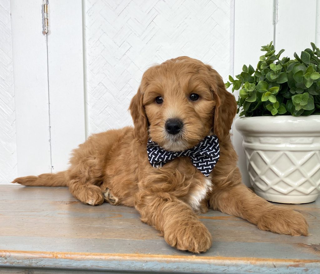 Former Litters - NY Dandy Doodles