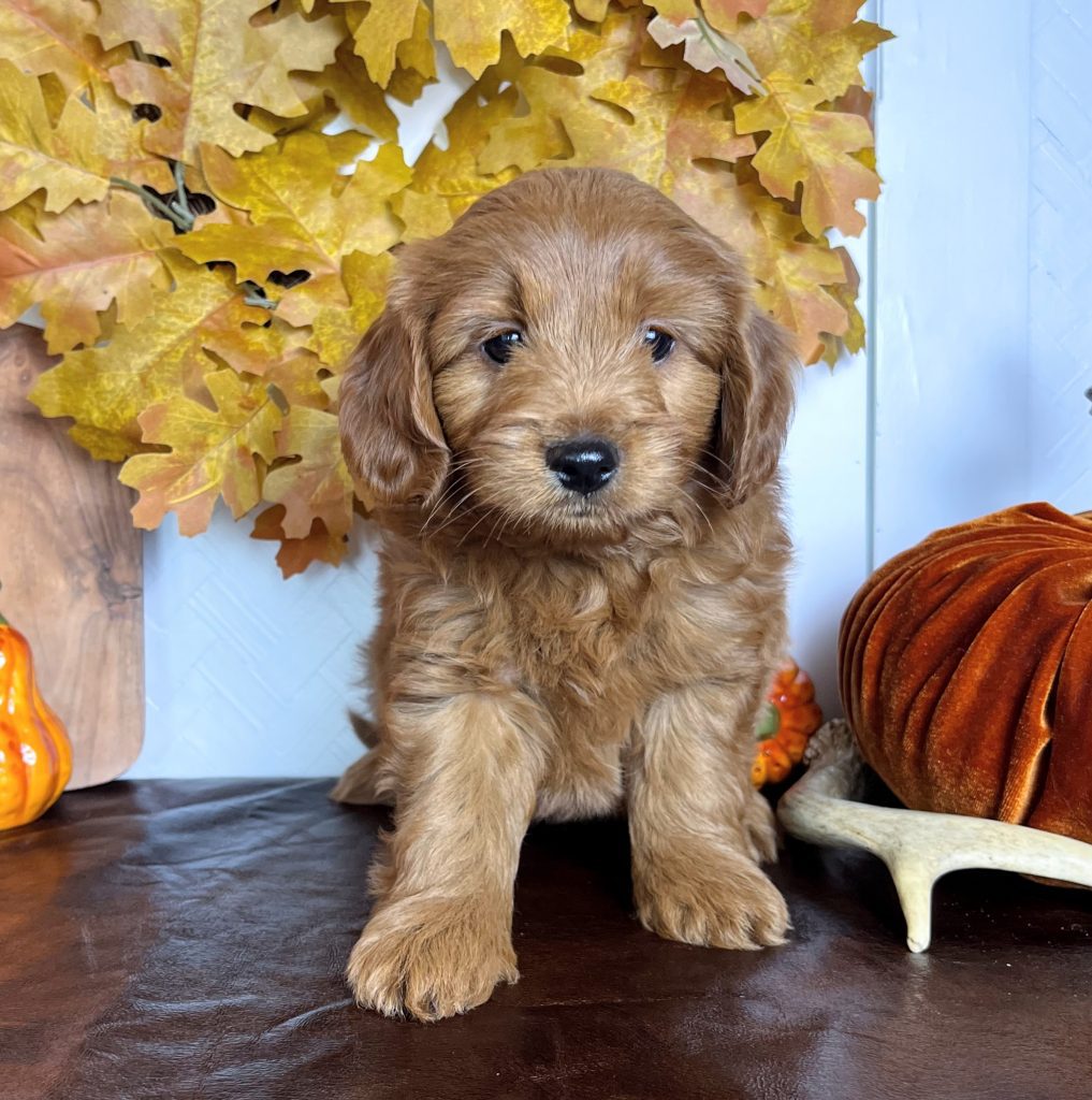 Former Litters - NY Dandy Doodles