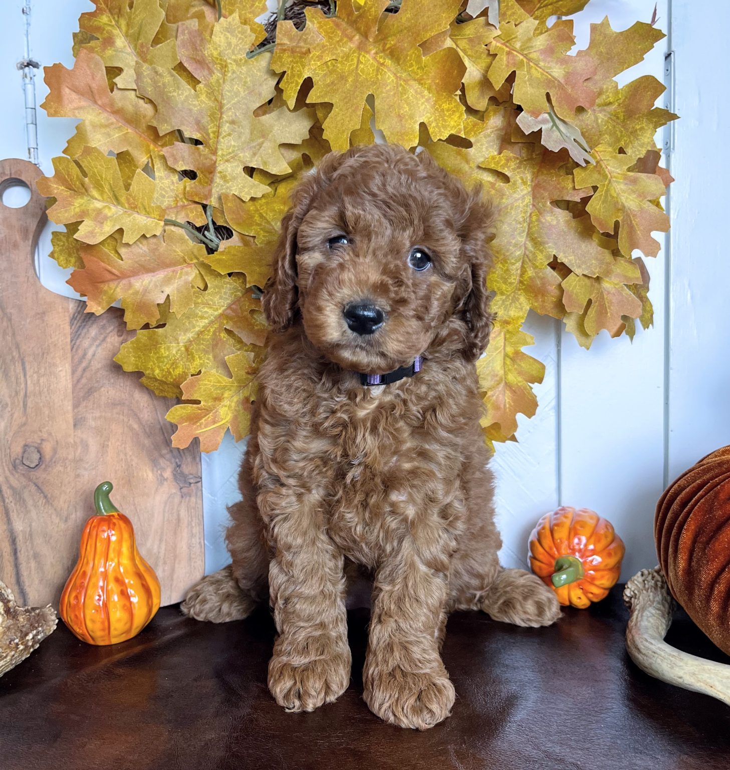 Former Litters - NY Dandy Doodles