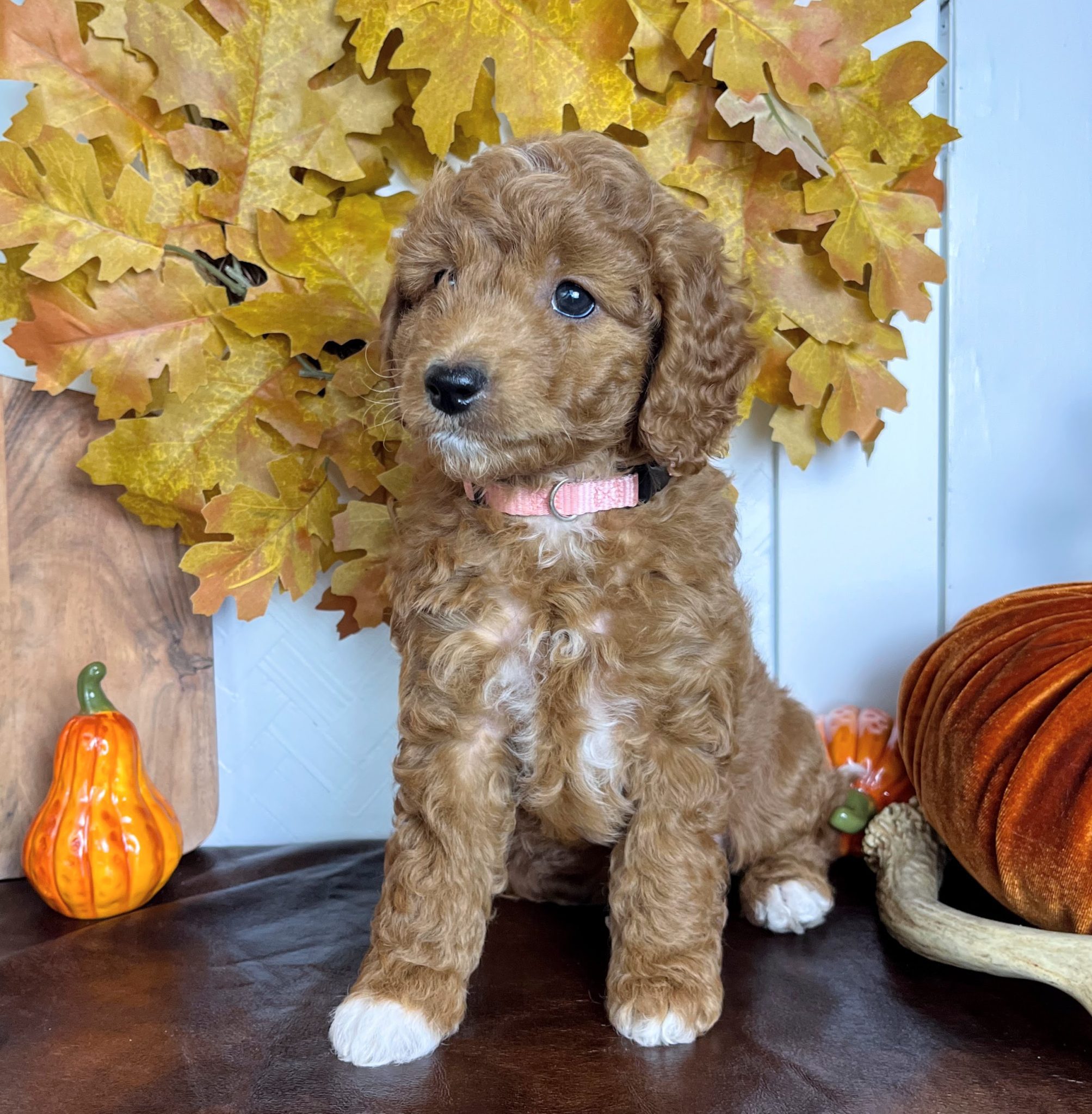 Former Litters - NY Dandy Doodles