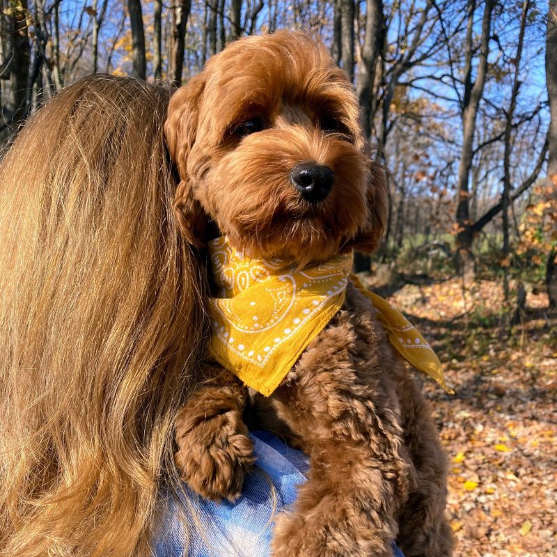 Meet Our Dogs - NY Dandy Doodles