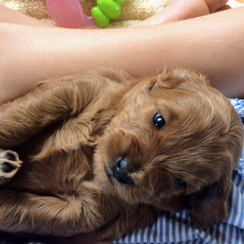 Meet Our Dogs - NY Dandy Doodles